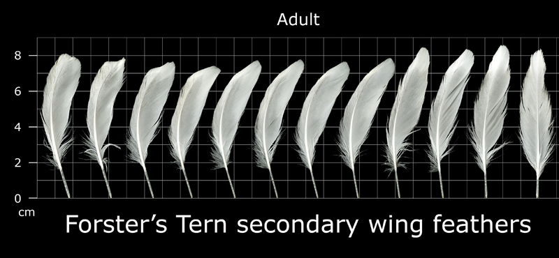 The Feather Atlas - Feather Identification and Scans - U.S. Fish and ...