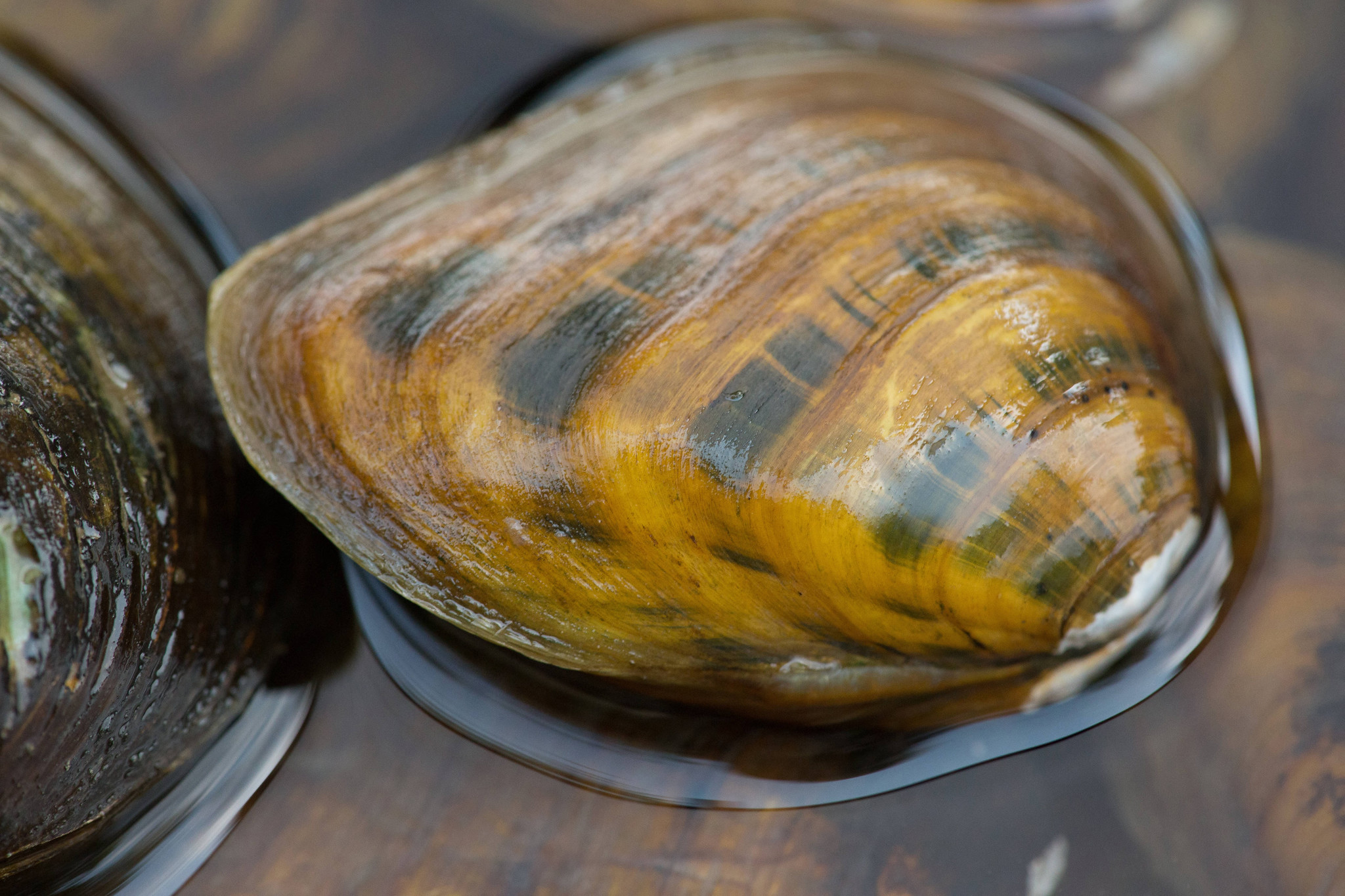 clubshellmussel-ryanhagerty-USFWS-flikr.jpg | FWS.gov