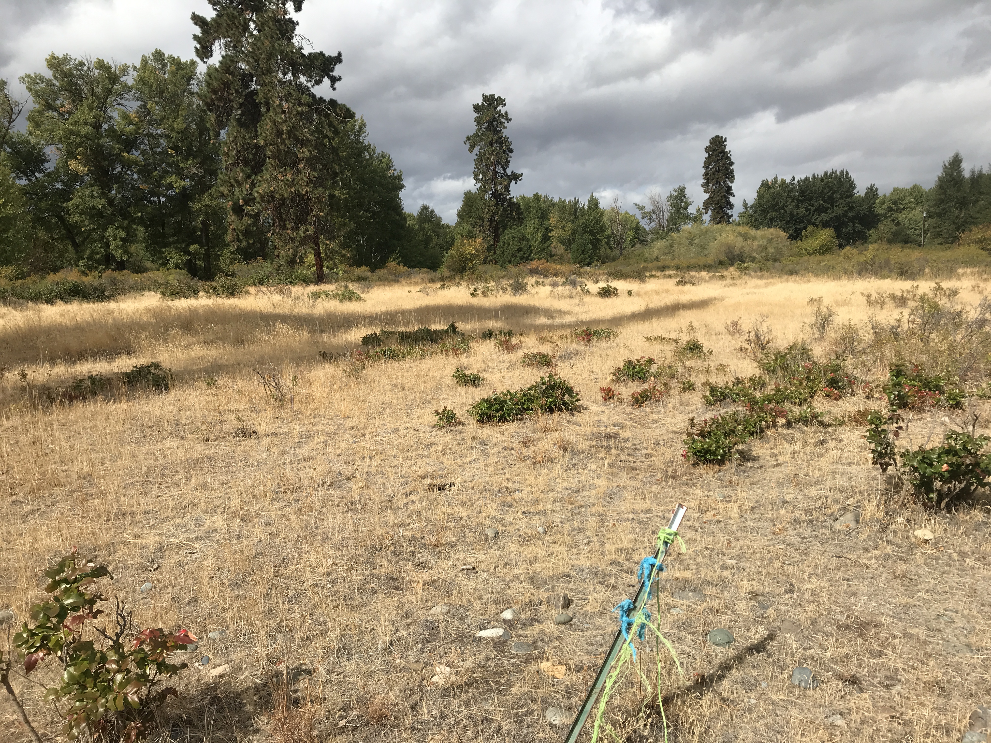Overgrazed land for restoration | FWS.gov