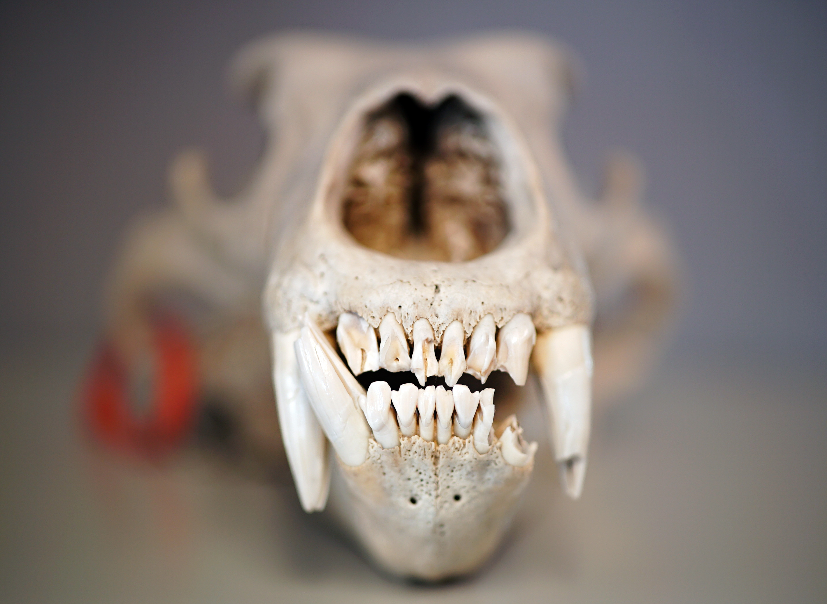 Polar Bear Teeth | FWS.gov