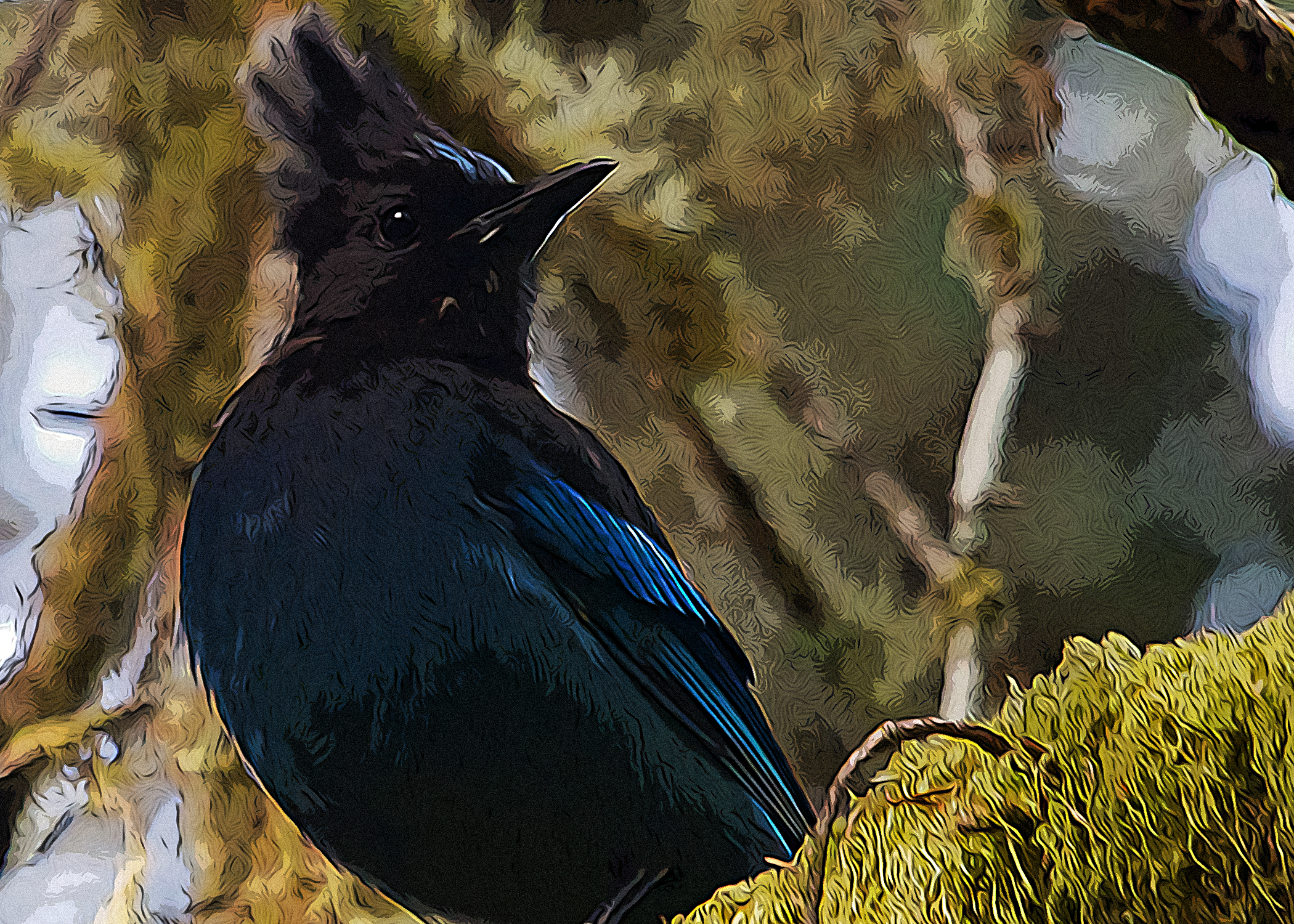 Artistic photo of Steller's jay sitting in a tree | FWS.gov