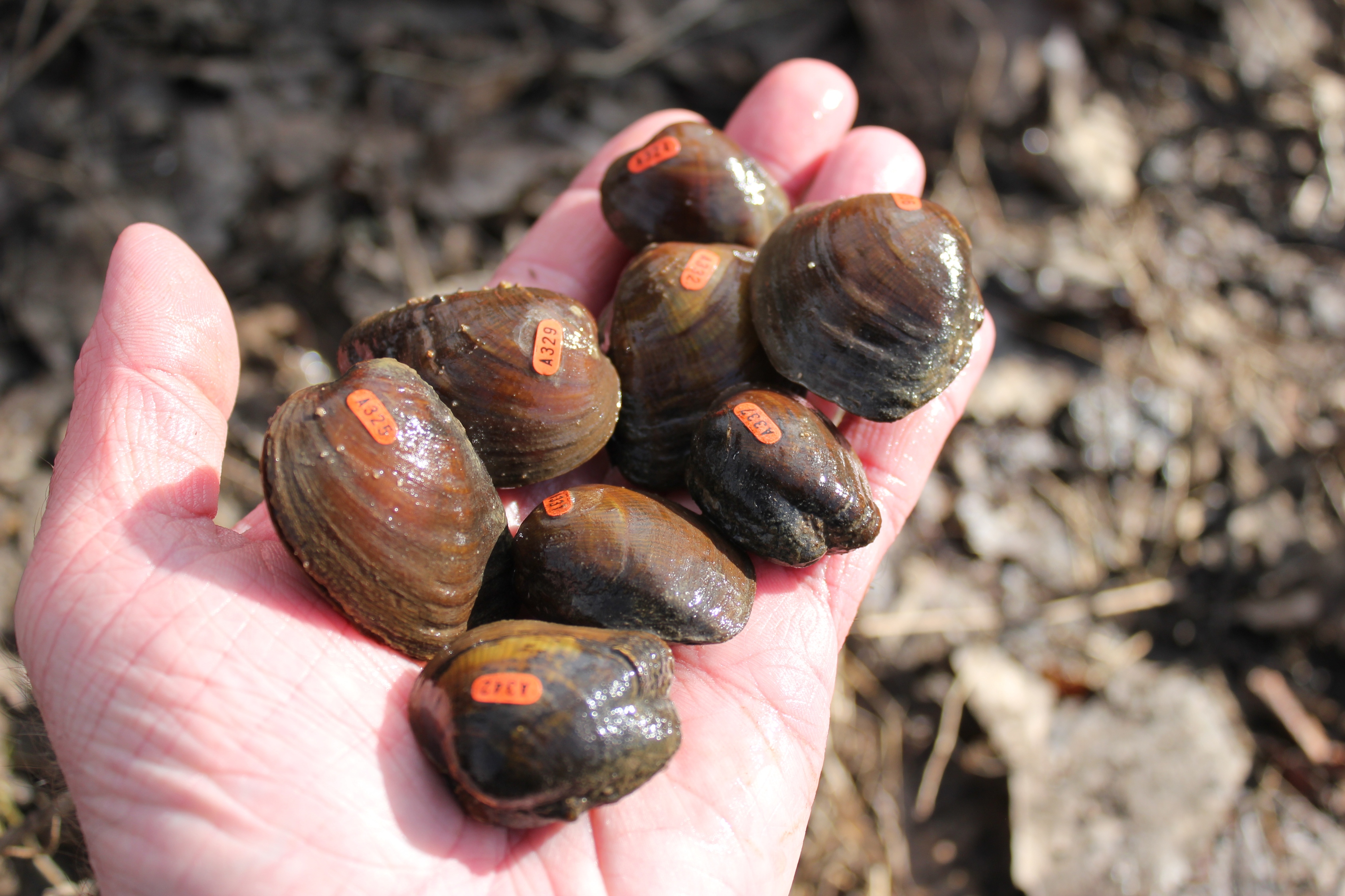 Tagged Purple Cat's Paw | FWS.gov