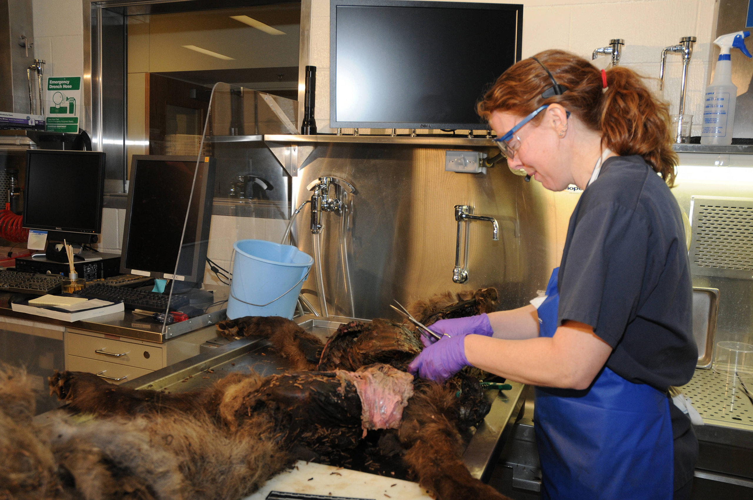 Dr. Viner Necropsy | FWS.gov