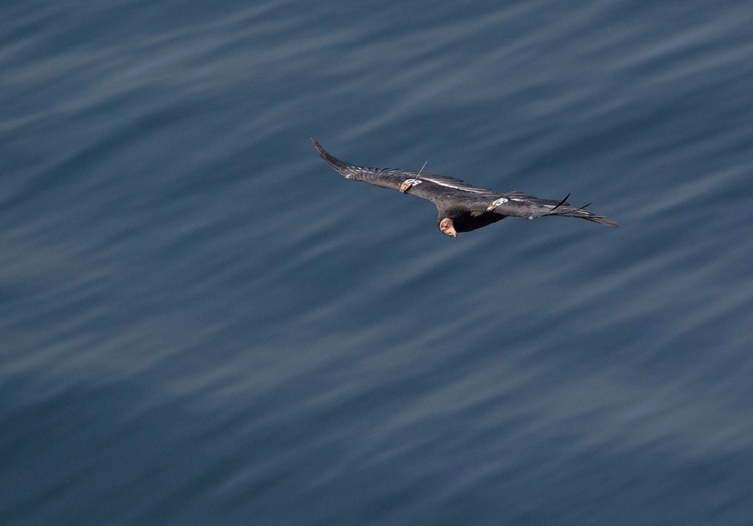 Condor 550 Flies over the Pacific Ocean | FWS.gov