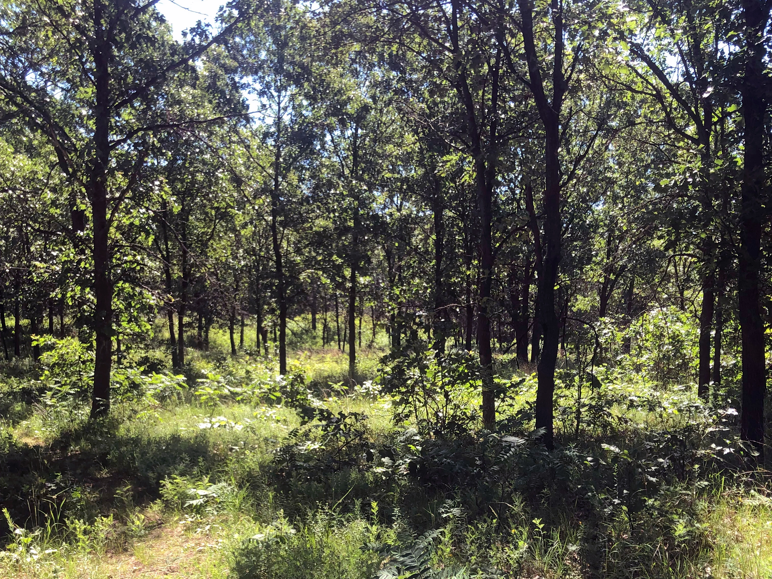 Open woodland | FWS.gov