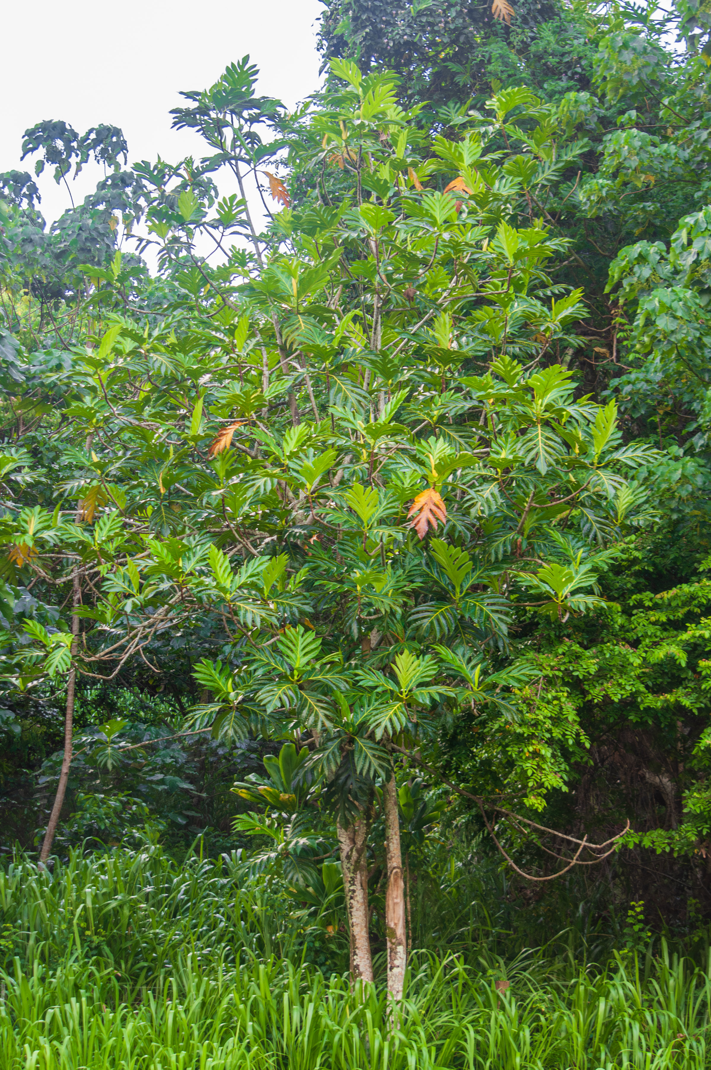 ‘Ulu (Breadfruit) Tree | FWS.gov