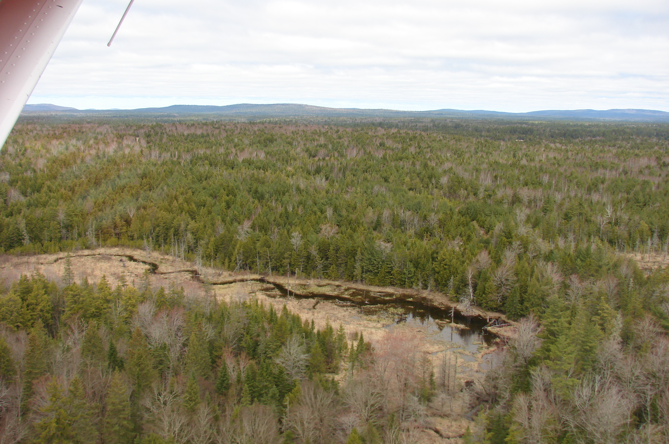 aerial view showing how beavers create waterfowl habitat | FWS.gov