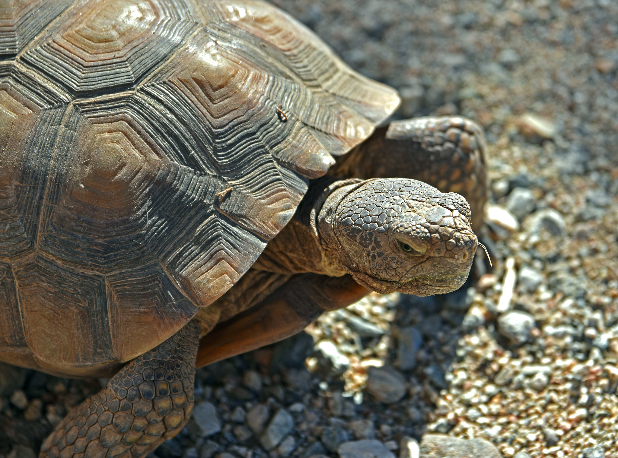 Mojave Desert Tortoise | FWS.gov