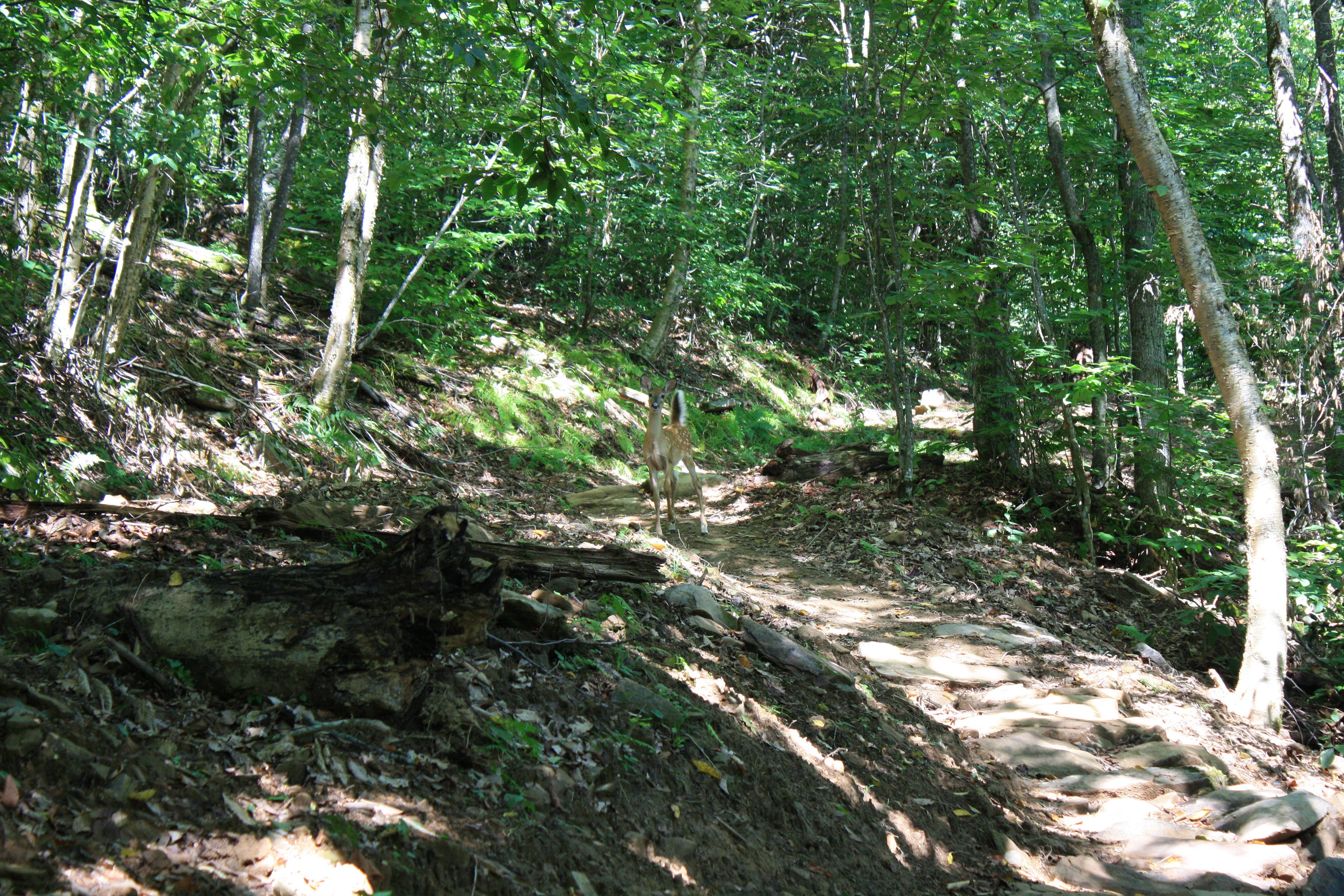 Fawn on the Chris Clower Trail | FWS.gov