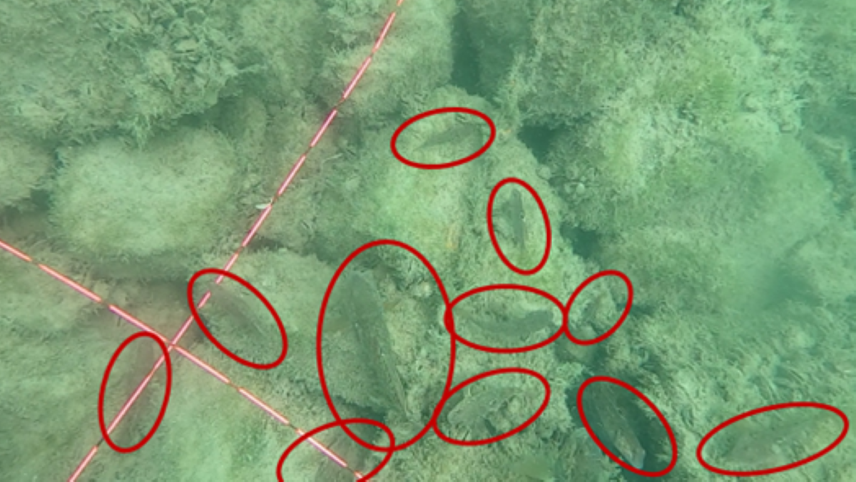 Underwater image of Lake Ontario reef survey sites | FWS.gov
