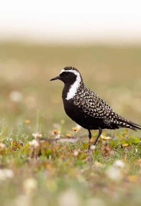 Lesser Golden-Plover (Pluvialis dominica) | U.S. Fish & Wildlife Service