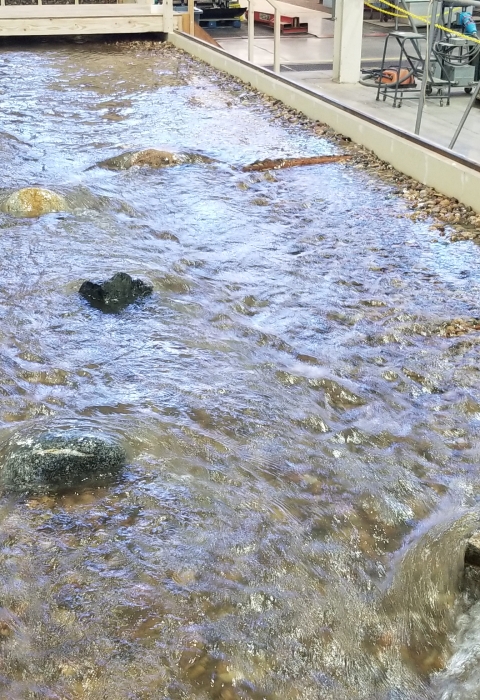 Low-Flow Channels in Confined Rivers | U.S. Fish & Wildlife Service