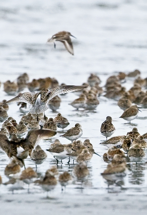Shorebird Numbers | U.S. Fish & Wildlife Service