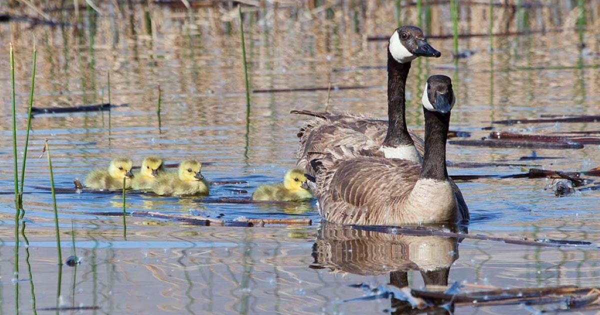 3-200-13: Migratory Bird – Depredation | U.S. Fish & Wildlife Service