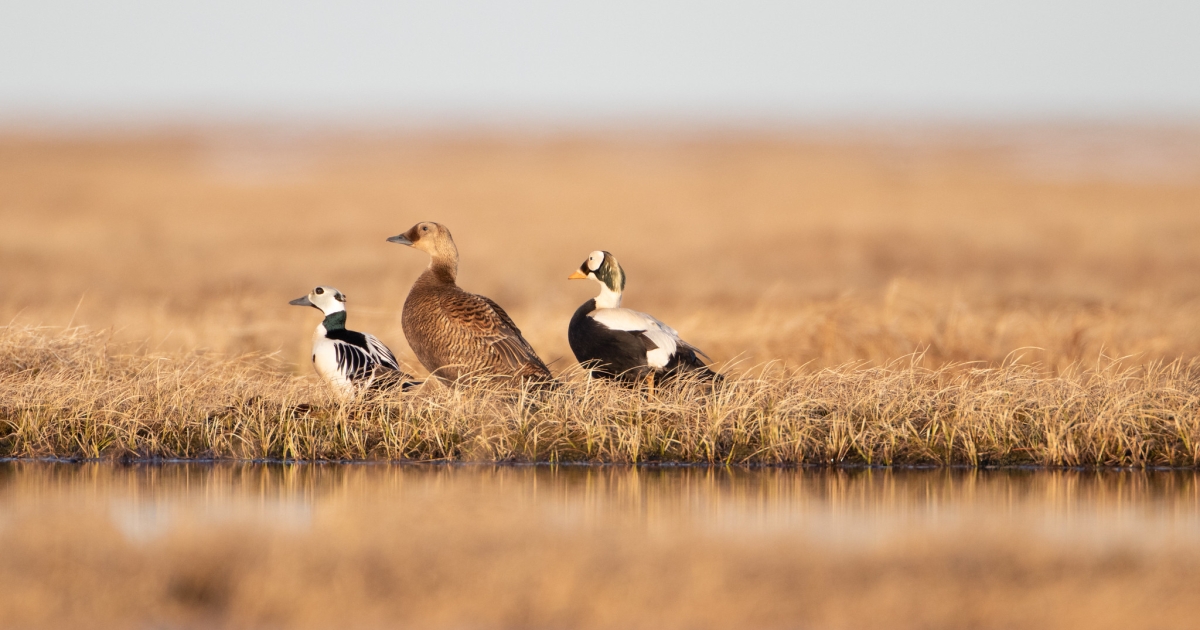 North American Wetlands Conservation Act (NAWCA) Canada Grants | U.S ...