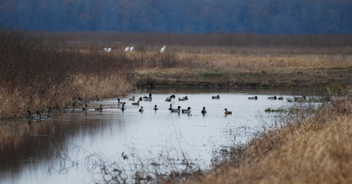 Overflow National Wildlife Refuge | U.S. Fish & Wildlife Service