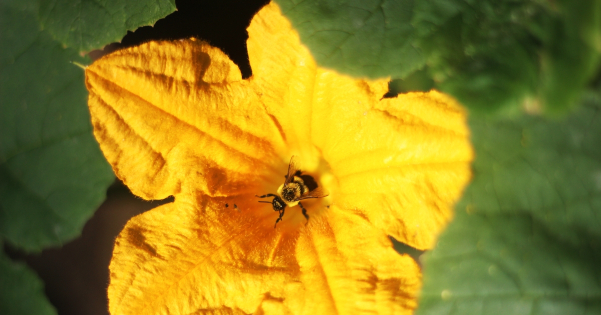 Highlighting the importance of pollinators | U.S. Fish & Wildlife Service
