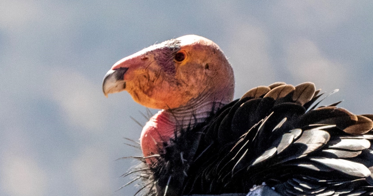 California Condor (Gymnogyps californianus) | U.S. Fish & Wildlife Service