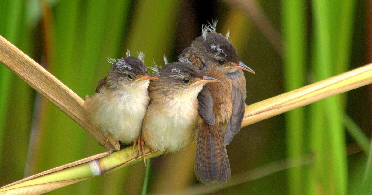 Marsh Wren (Cistothorus palustris) | U.S. Fish & Wildlife Service