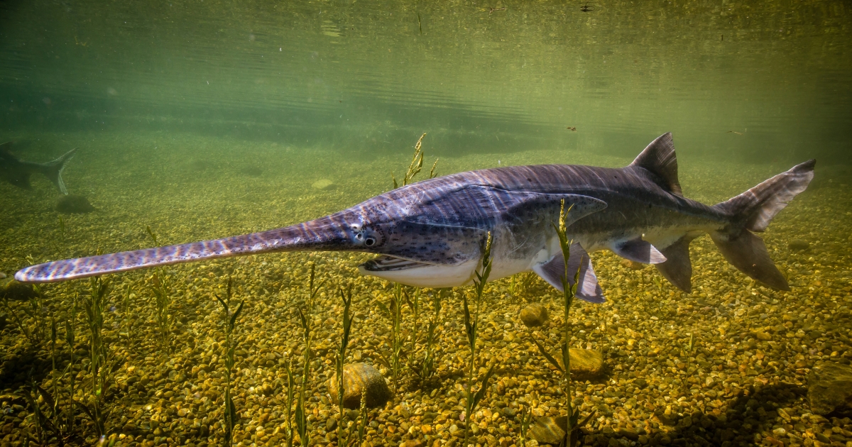 Oklahoma Fish and Wildlife Conservation Office | U.S. Fish & Wildlife ...