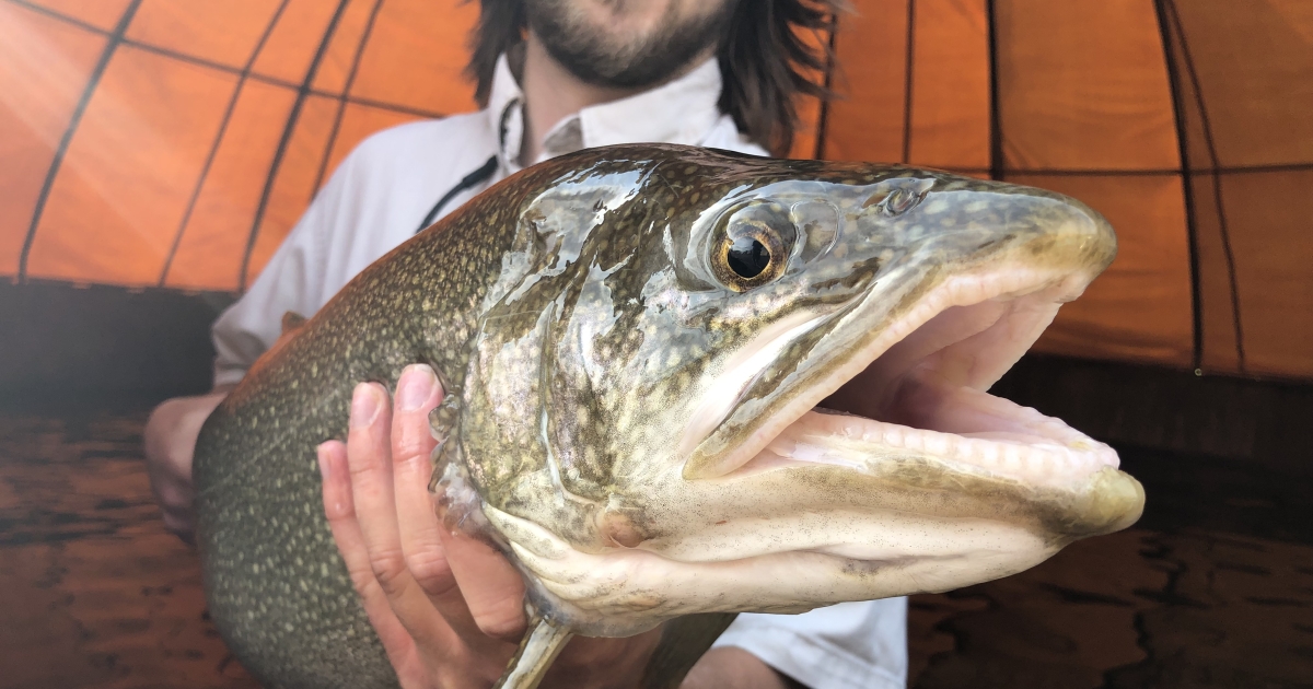 Great Lakes - Lake Trout and Cisco | U.S. Fish & Wildlife Service