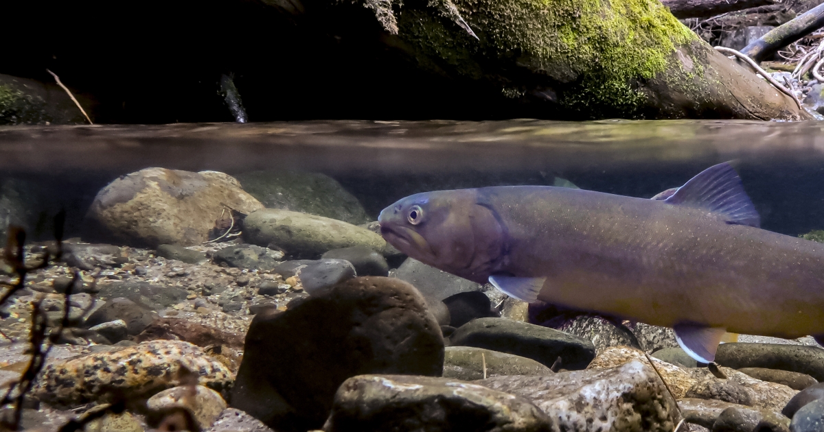 Native Fish Program, Mid-Columbia Fish and Wildlife Conservation Office | U.S. Fish & Wildlife ...