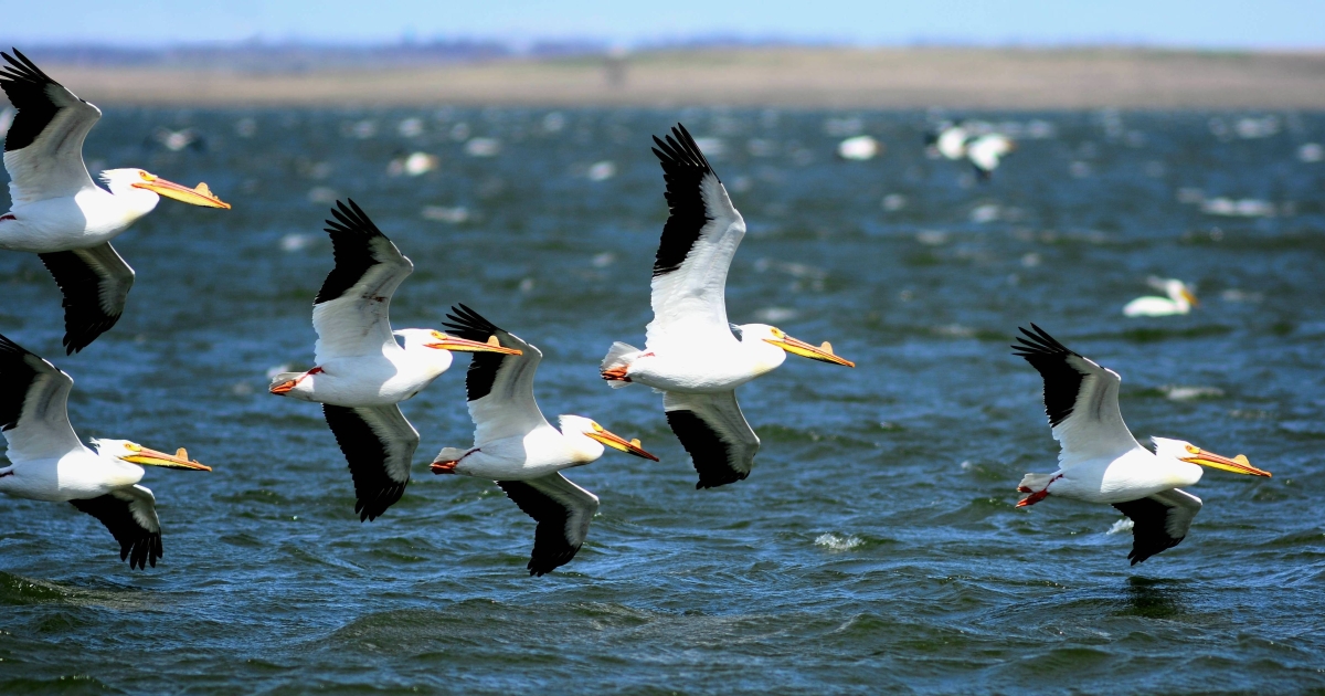 Birding | U.S. Fish & Wildlife Service