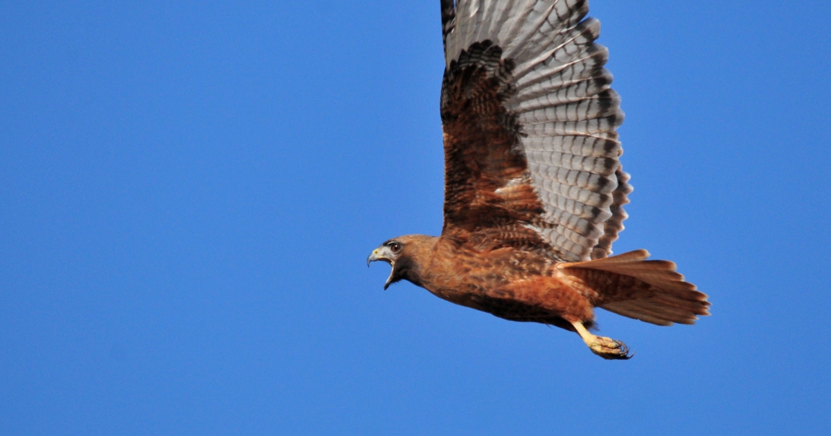Migratory Bird Permit Memorandum series | U.S. Fish & Wildlife Service