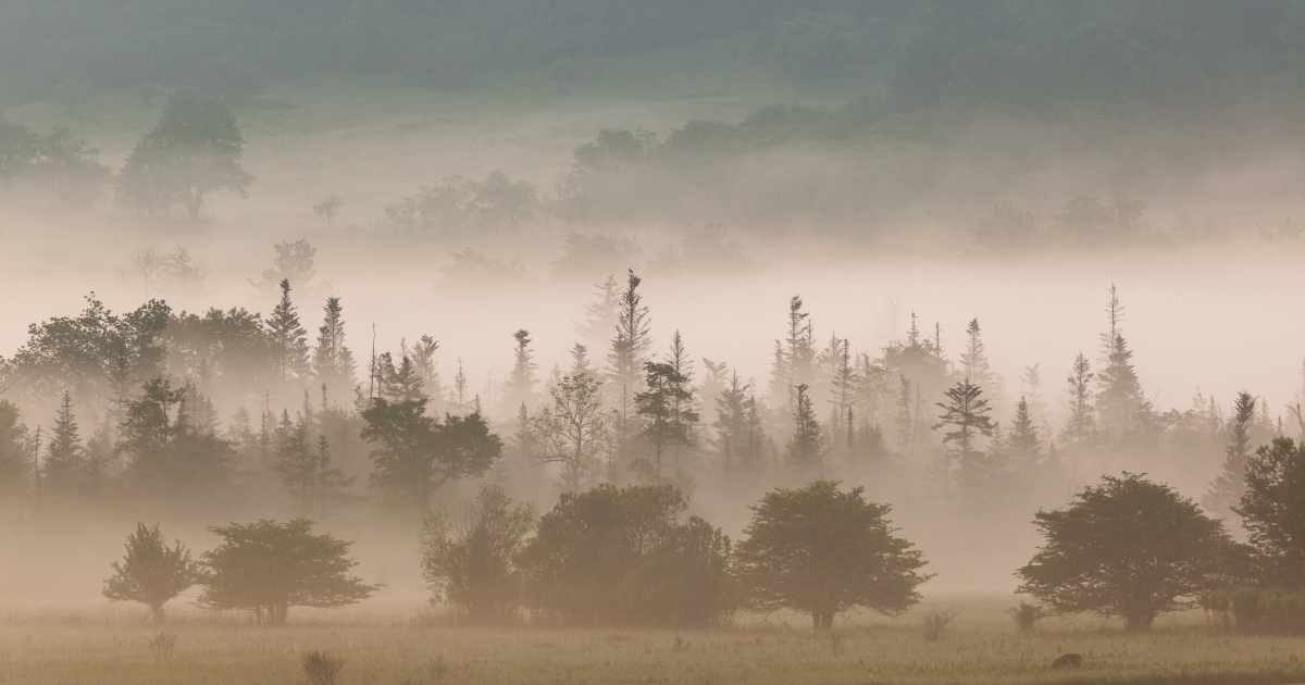 Canaan Valley National Wildlife Refuge | U.S. Fish & Wildlife Service