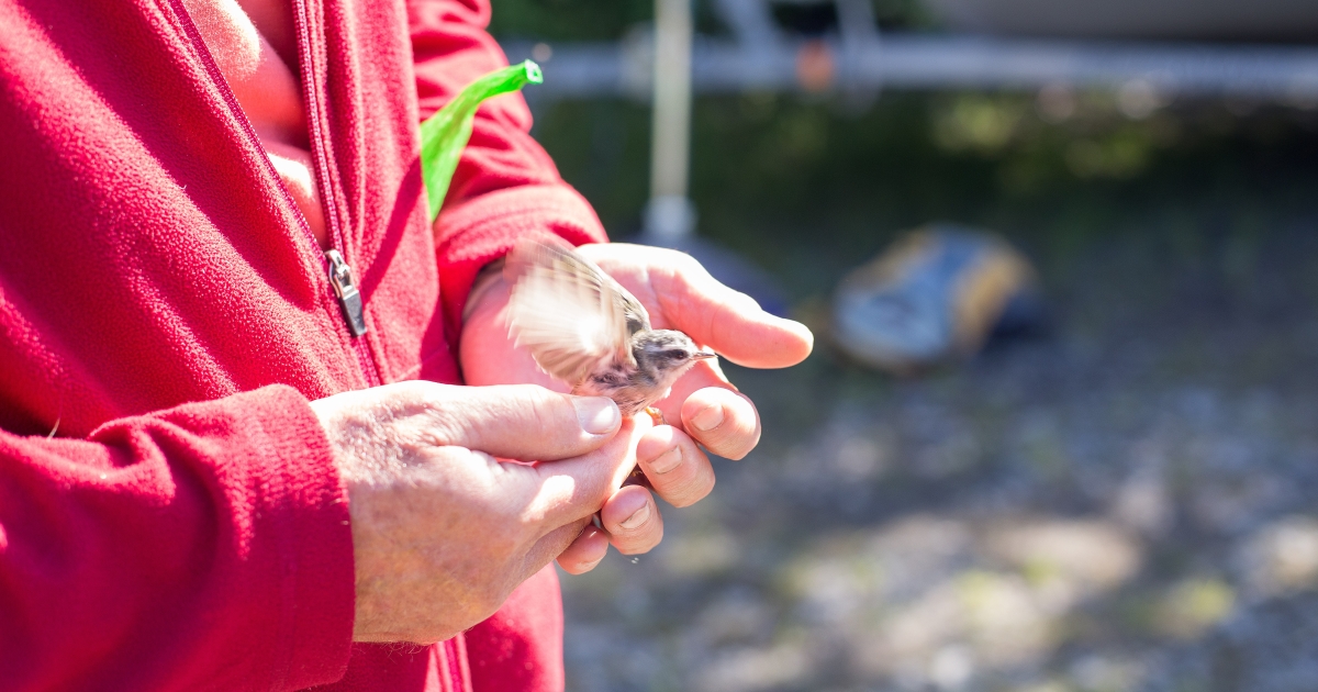 MAPS Bird Banding | U.S. Fish & Wildlife Service