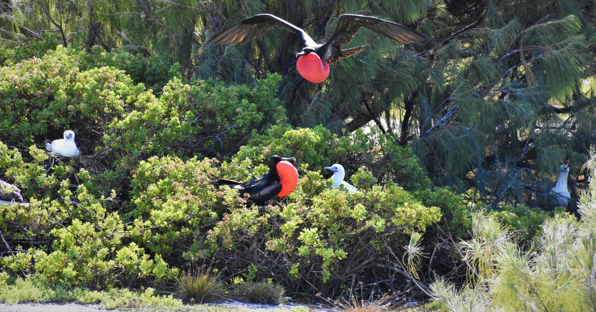 Navassa Island National Wildlife Refuge | U.S. Fish & Wildlife Service