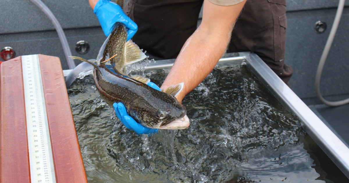 Using Genetics to Help Restore Lake Trout | U.S. Fish & Wildlife Service