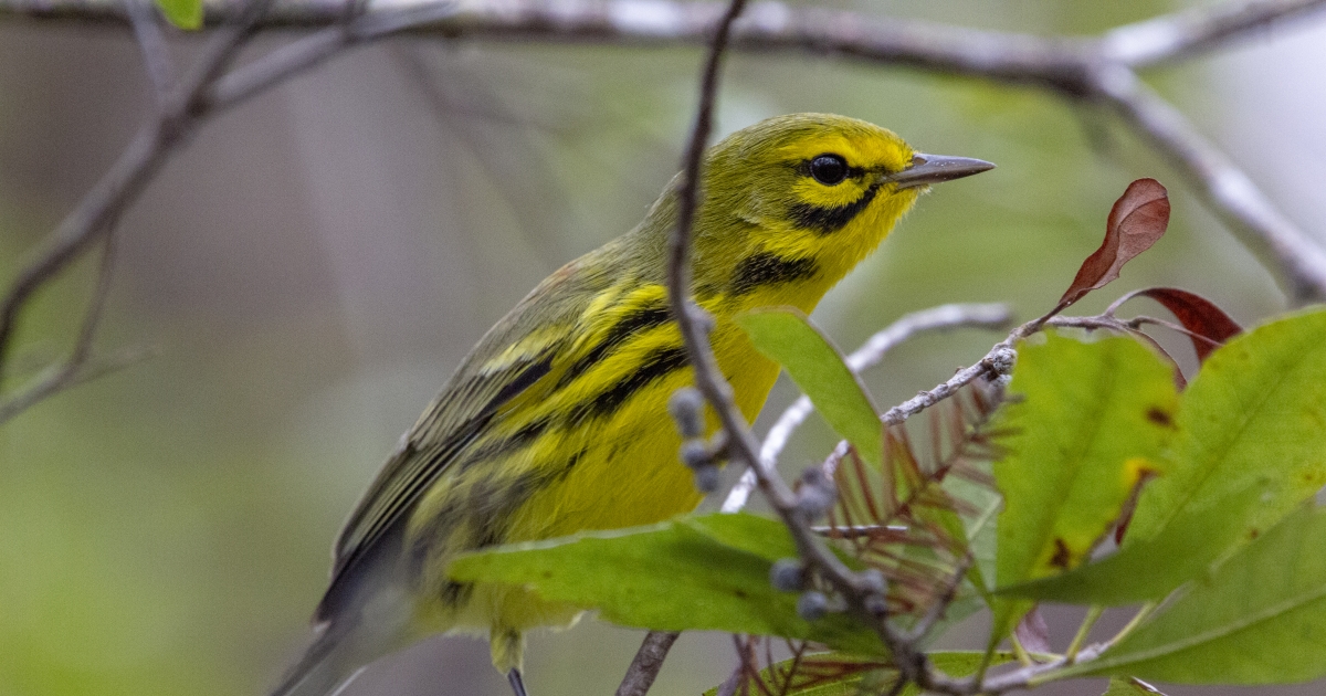 Mountain Longleaf National Wildlife Refuge | U.S. Fish & Wildlife Service