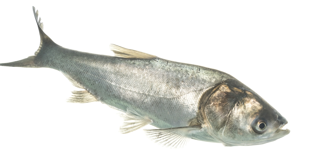 2025 Invasive Carp eDNA Monitoring Program Protocols | U.S. Fish ...