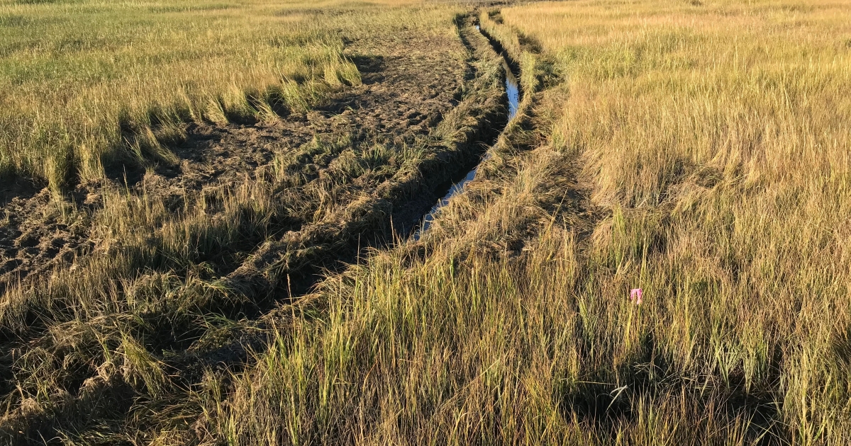 Reeds Beach Salt Marsh Resilience | U.S. Fish & Wildlife Service
