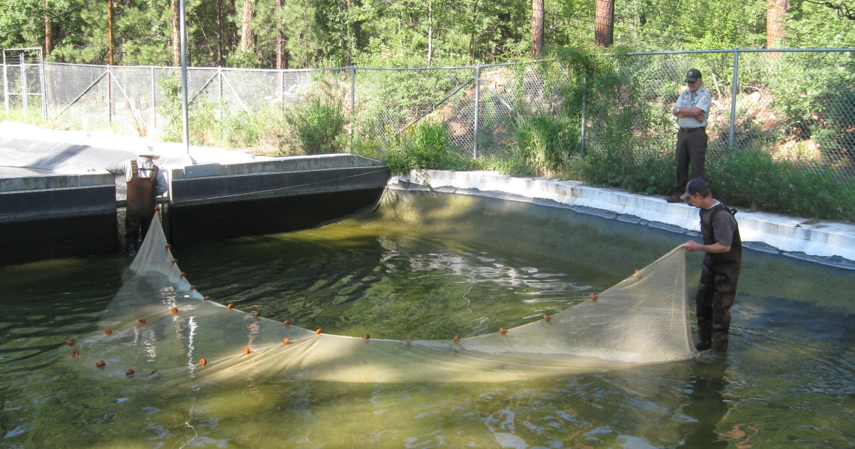 Alchesay National Fish Hatchery | U.S. Fish & Wildlife Service