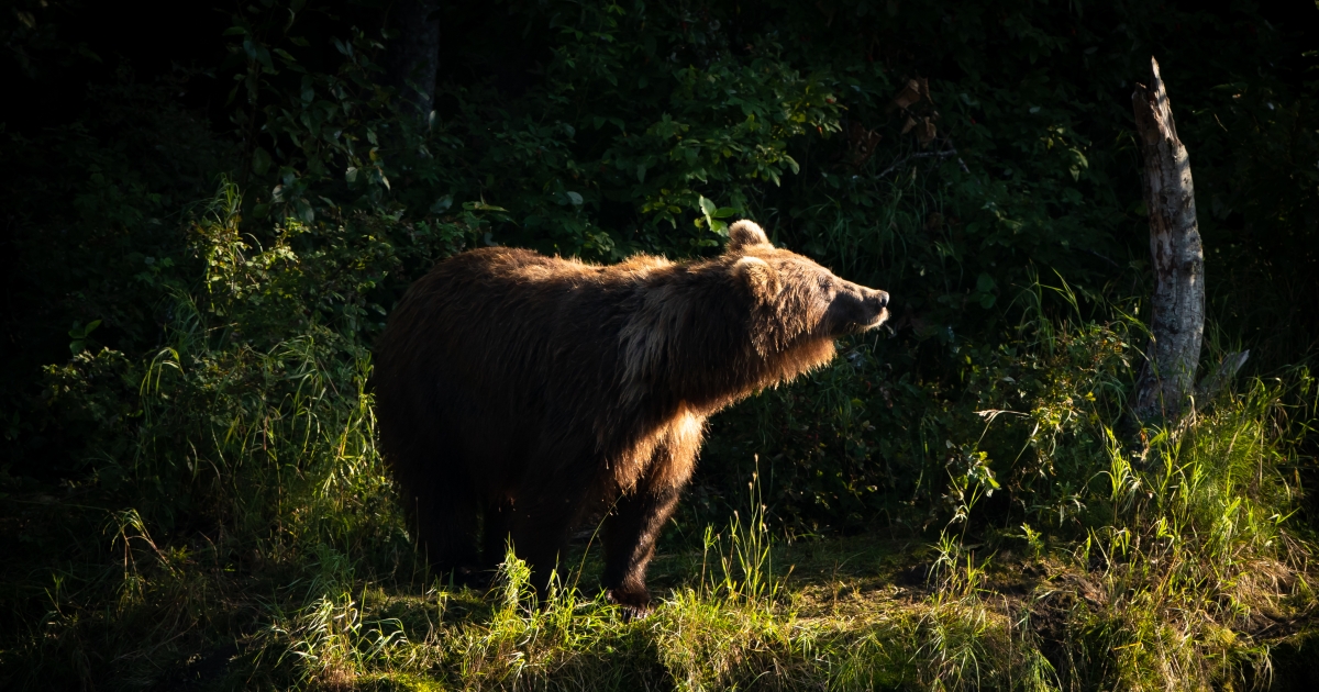 Sharing the landscape as bears wake up from hibernation | U.S. Fish ...