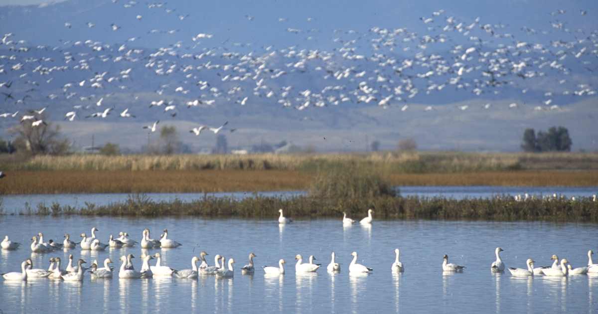 Mapping Refuges to Assist Conservation | U.S. Fish & Wildlife Service