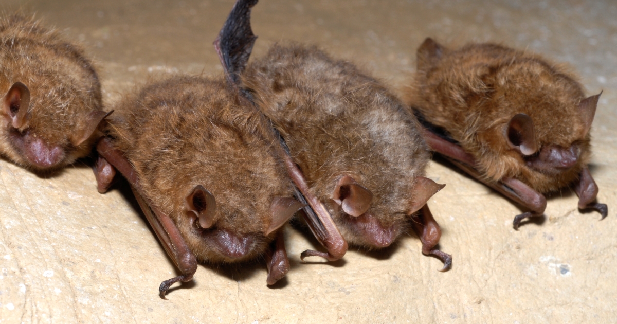 Proposal to List the tricolored bat as endangered | U.S. Fish ...