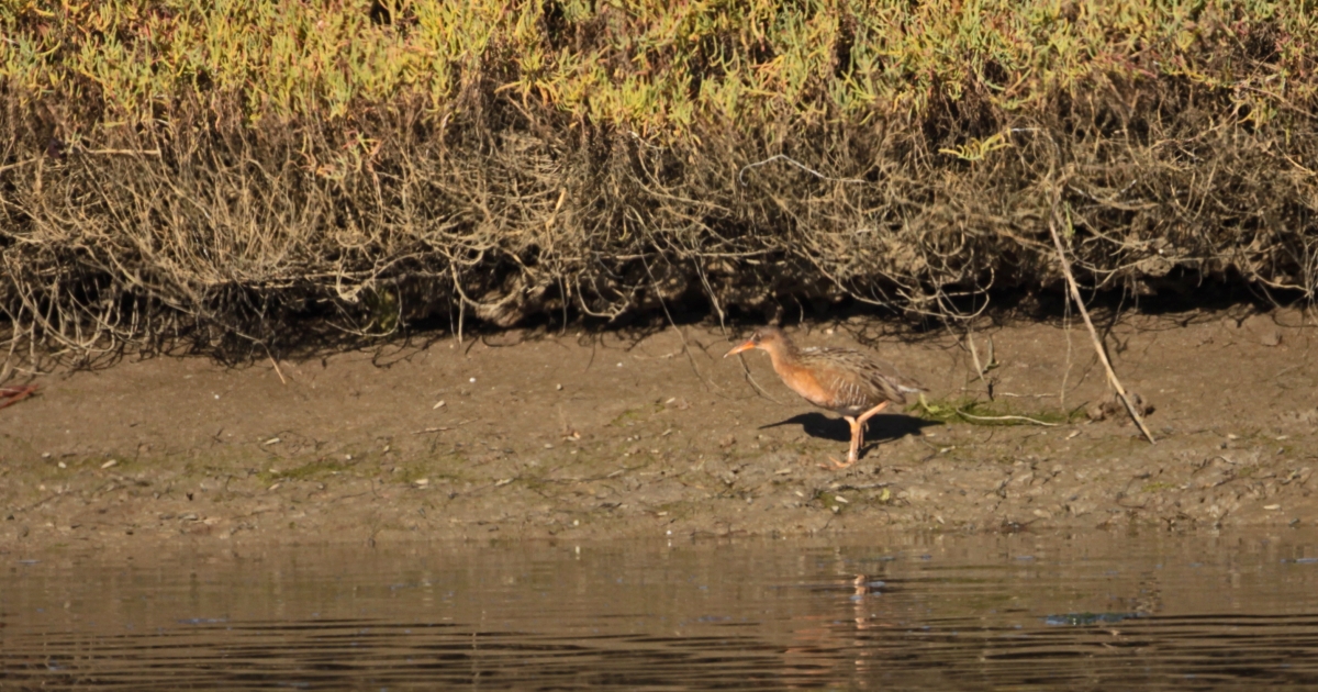 Light-footed Clapper Rail (Rallus longirostris levipes) | U.S. Fish ...