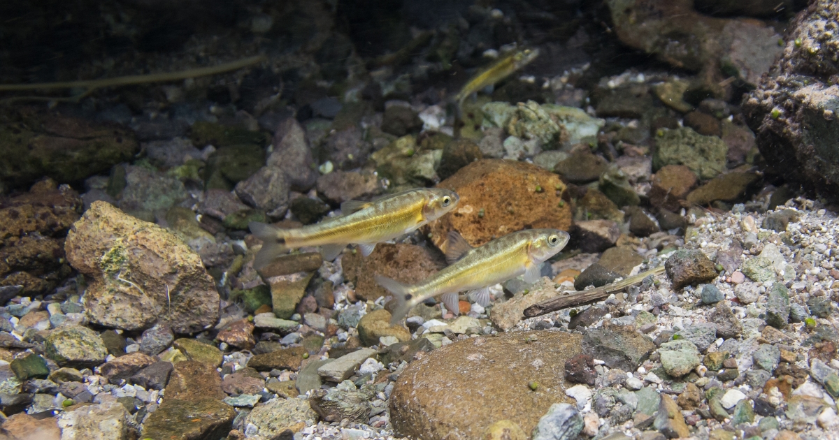 Moapa Dace (Moapa coriacea) | U.S. Fish & Wildlife Service