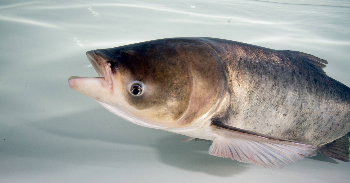 Invasive Carp Early Detection Monitoring | U.S. Fish & Wildlife Service