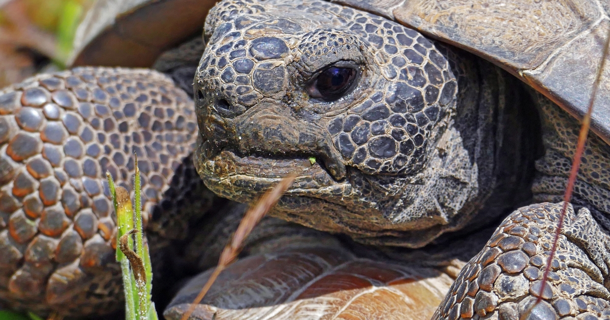 Protecting military readiness and the iconic gopher tortoise at the ...