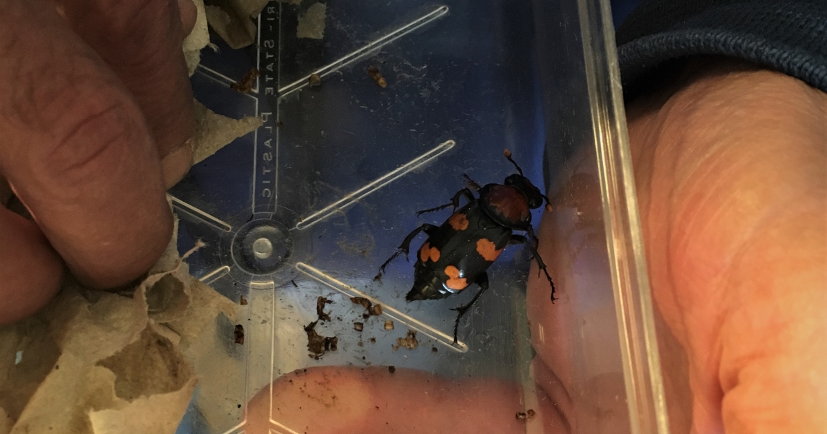 How Lou Perrotti became American burying beetles' Recovery Champion | U ...