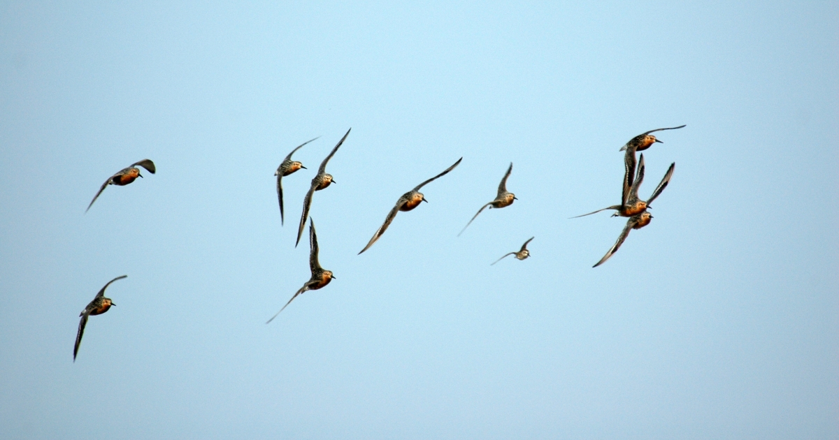 Understanding red knot surveys in Delaware Bay | U.S. Fish & Wildlife ...