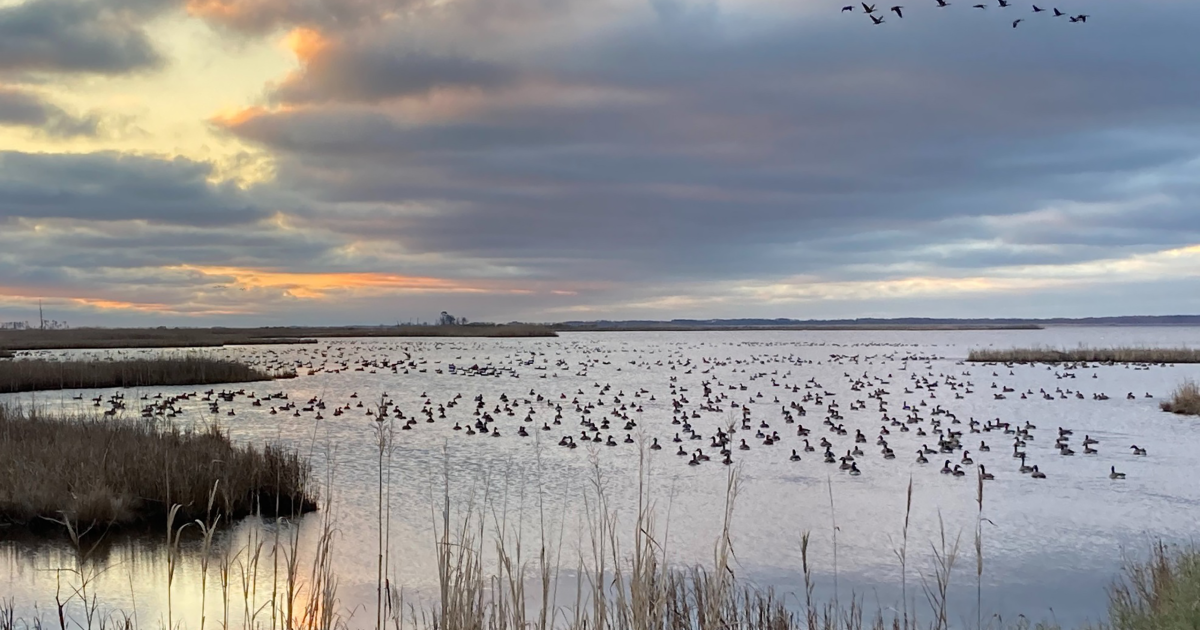 North American Wetlands Conservation Act Biennial Reports | U.S. Fish ...