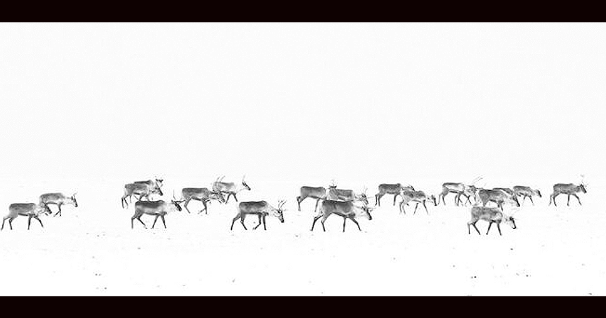 Local Knowledge Carries Caribou Forward | U.S. Fish & Wildlife Service