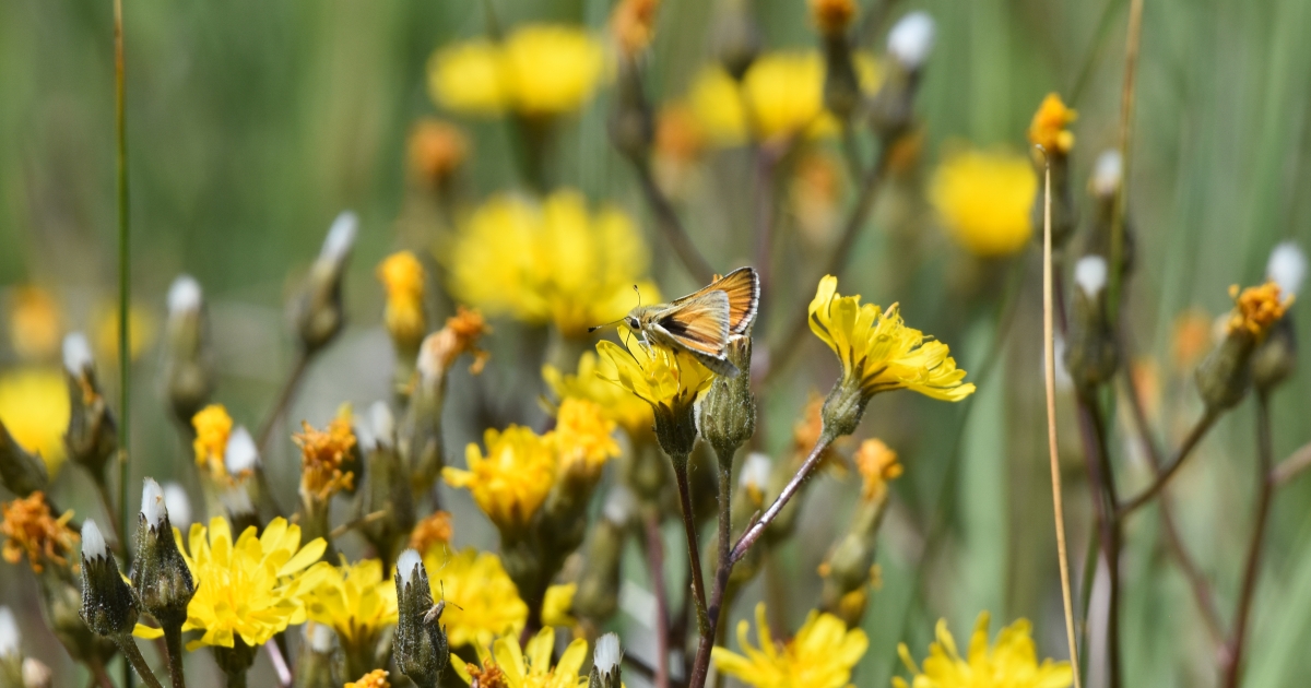 Carson Wandering Skipper (Pseudocopaeodes eunus obscurus) | U.S. Fish ...
