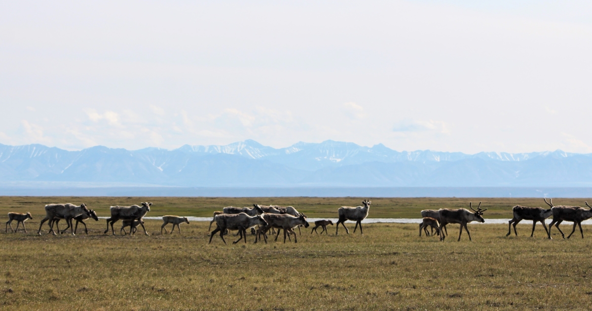 Caribou Food for Thought | U.S. Fish & Wildlife Service