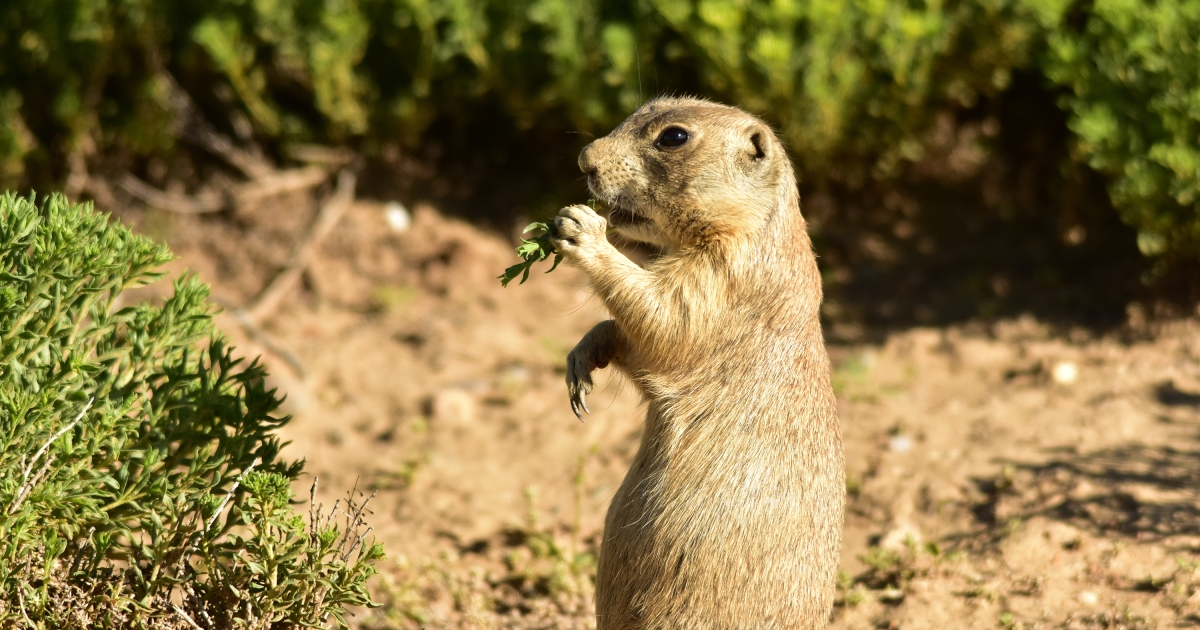 White-tailed Prairie Dog (Cynomys leucurus) | U.S. Fish & Wildlife Service